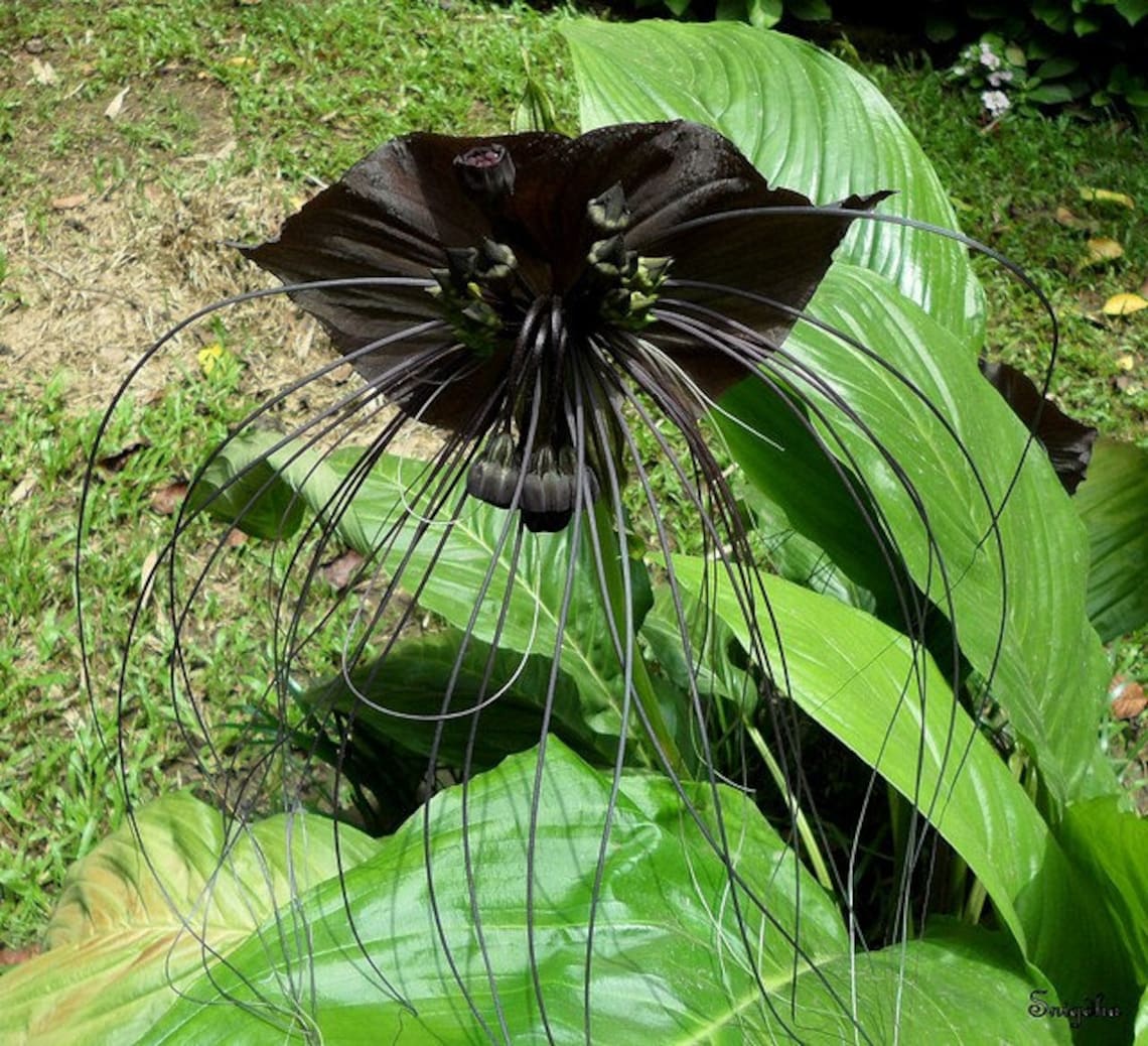 TACCA BAT FLOWER Black Tacca Chantrieri 5 Seeds - Etsy Canada
