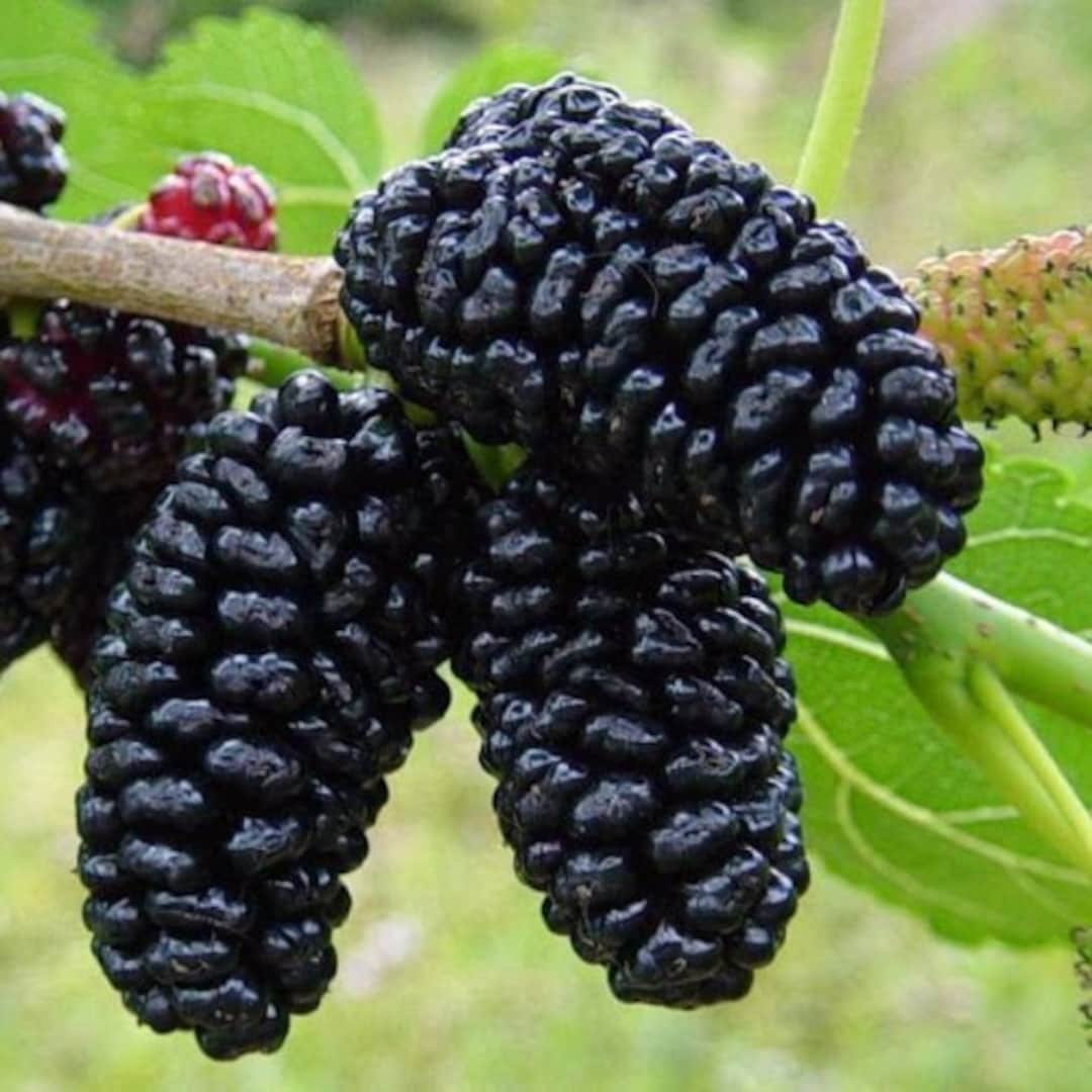 MULBERRY BLACK (50 SEEDS) Morus Nigra - Etsy Canada