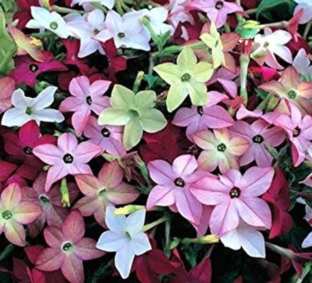 Mélange de tabac à fleurs Nicotiana alata 2000 GRAINES - Etsy France
