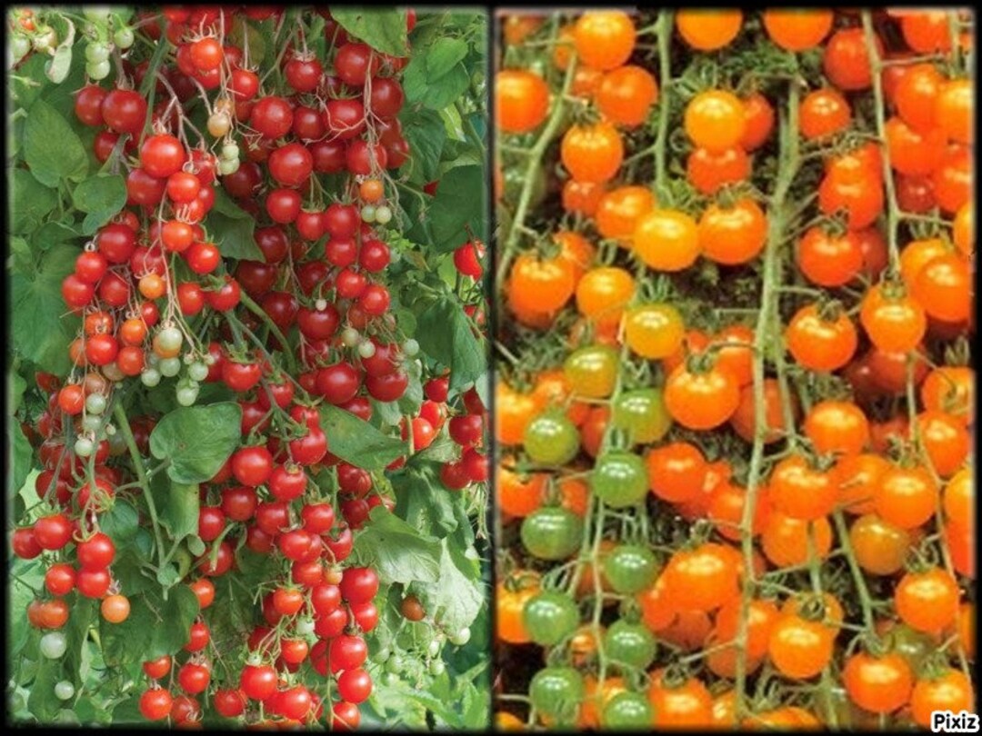 Tomate Pois de senteur groseille - ROUGE (200 graines) ou OR (200 ...