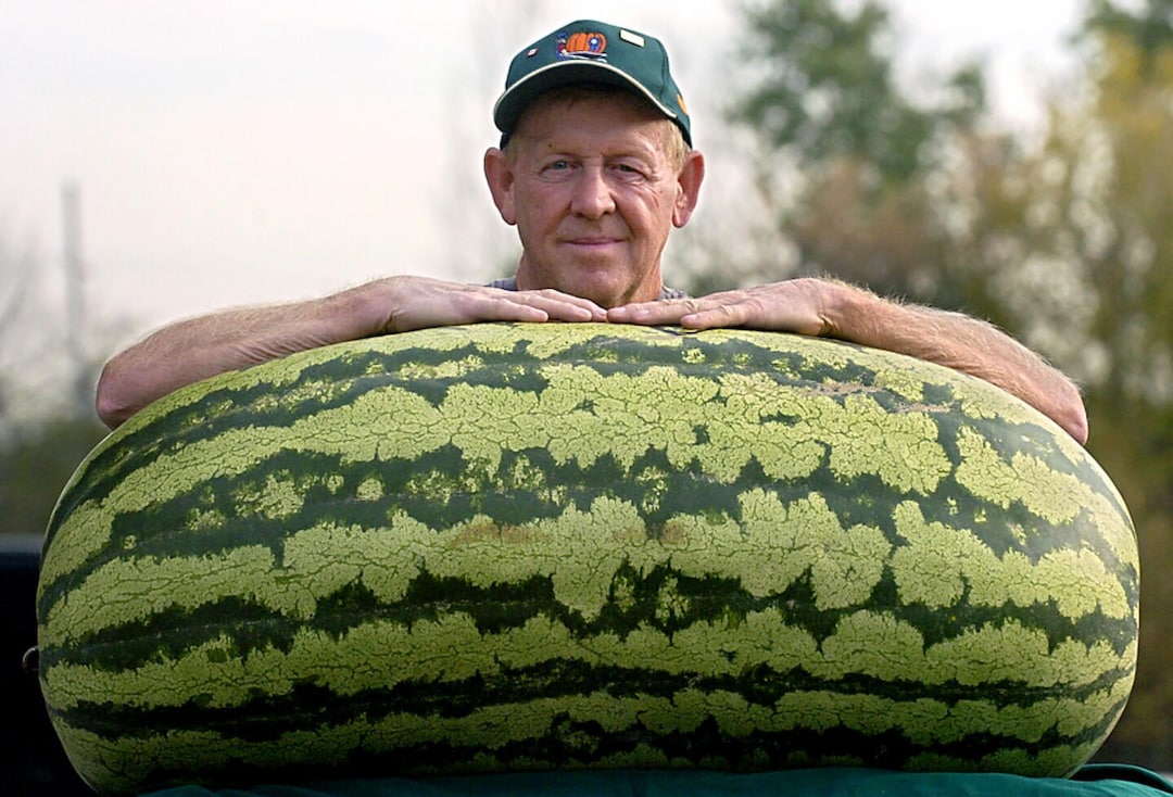 MELON GELON CAROLINA Cross (10 graines) Pastèque gigantesque et ...