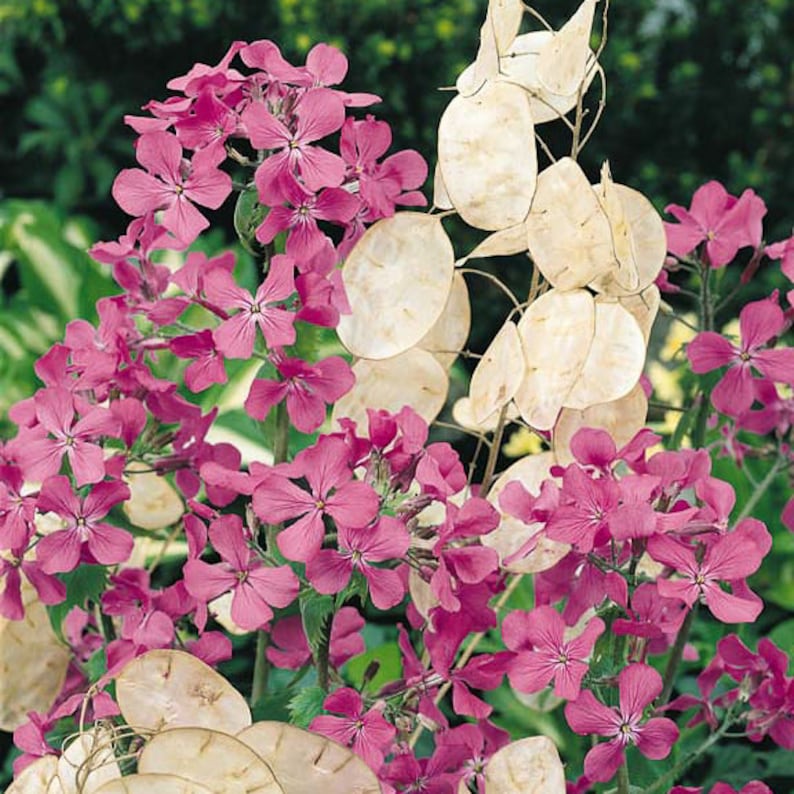 LUNARIA HONESTY - Money Plant (100 graines) - Etsy France