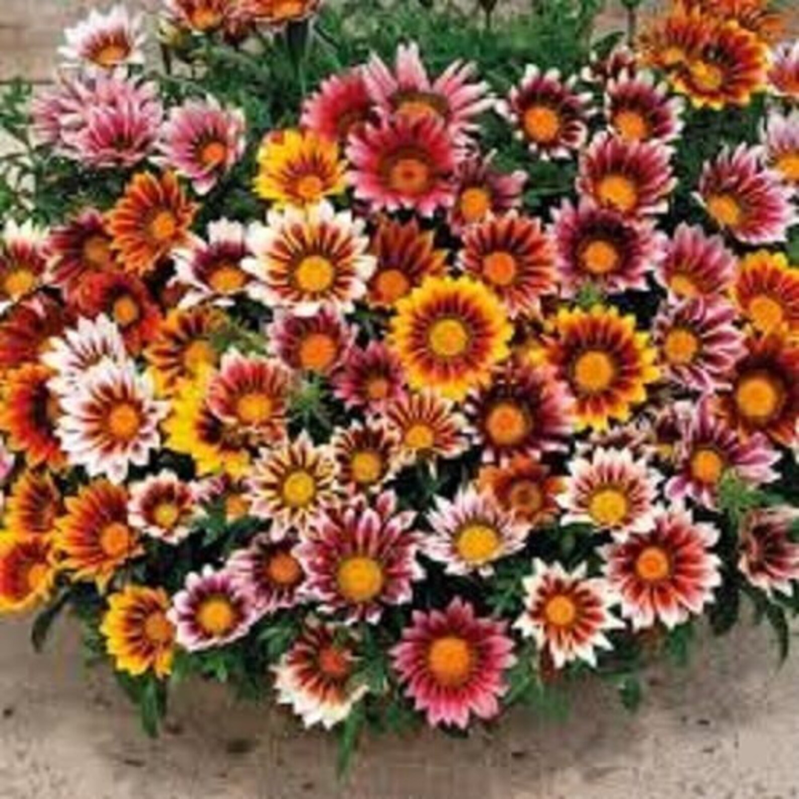 GAZANIA SUNSHINE Mix (100 Seeds) Perennial - Etsy Canada