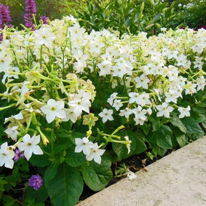 Mélange de tabac à fleurs Nicotiana alata 2000 SEEDS - Etsy France