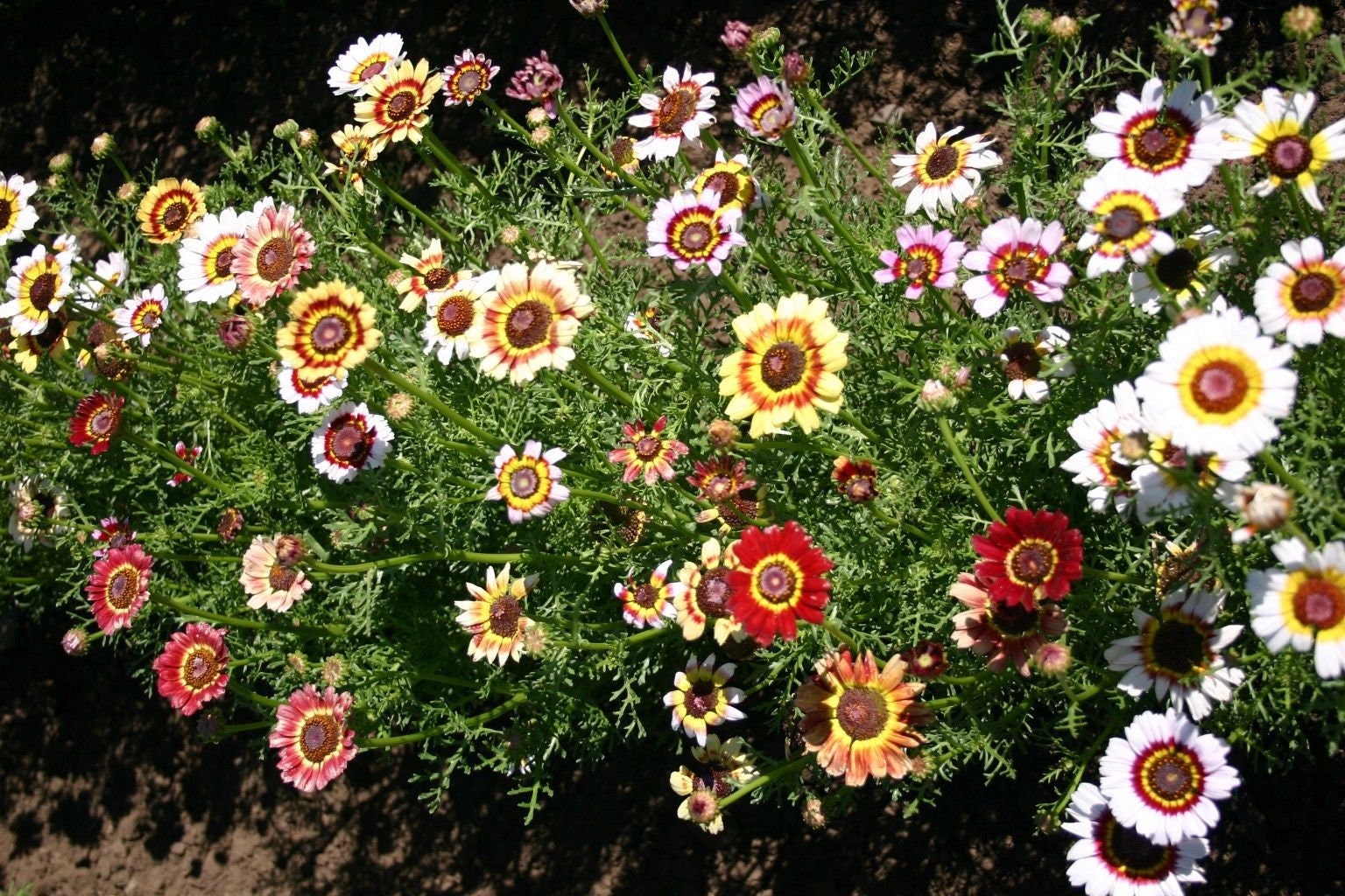 CHRYSANTHEMUM CARINATUM MIX Daisy Painted 600 seeds | Etsy