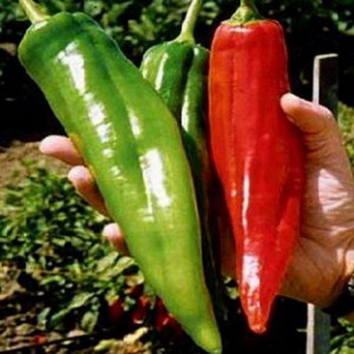 Chilli NUMEX BIG JIM 20 seeds The largest chilli in the - Etsy España