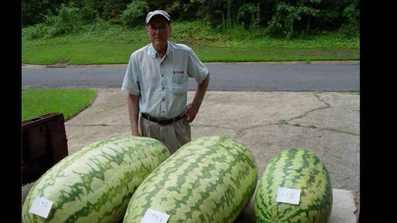 Watermelon Giant Carolina Cross 10 seeds Gigantic delicious | Etsy