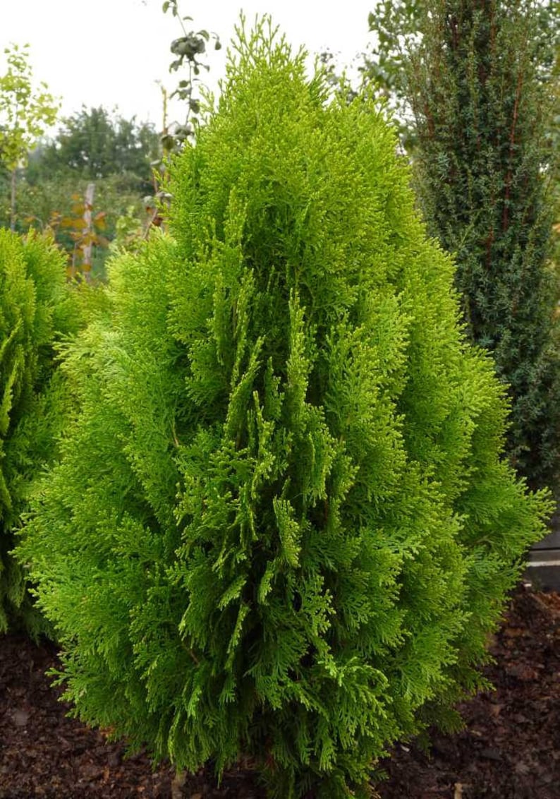 Buy THUJA ORIENTALIS 100 Seeds Chinese Arborvitae Online in India - Etsy
