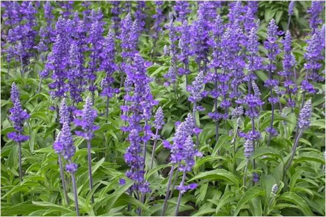 CHIA SALVIA HISPANICA Salvia Mexicana 5000 semillas | Etsy