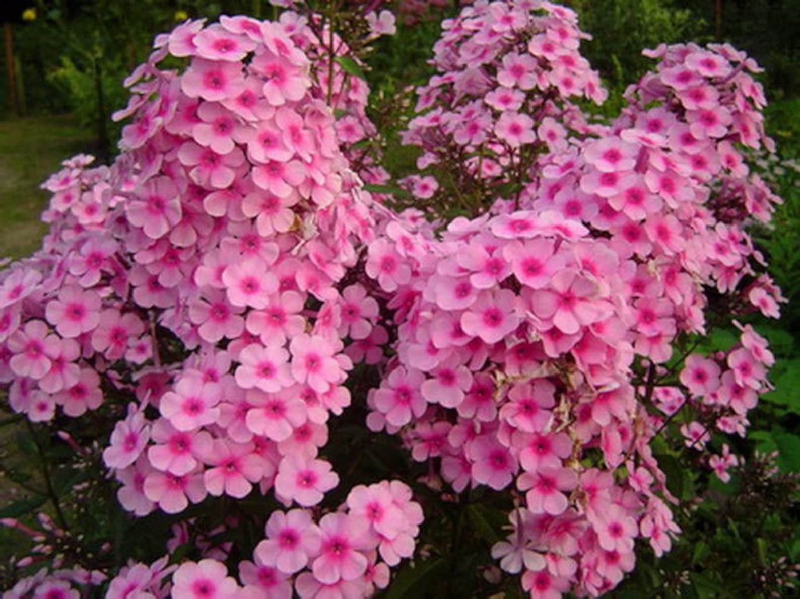 Phlox Drummondii Mix 350 SEEDS 07gr. - Etsy Canada