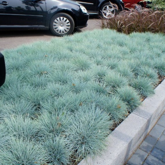 Festuca Glauca Intense Blue