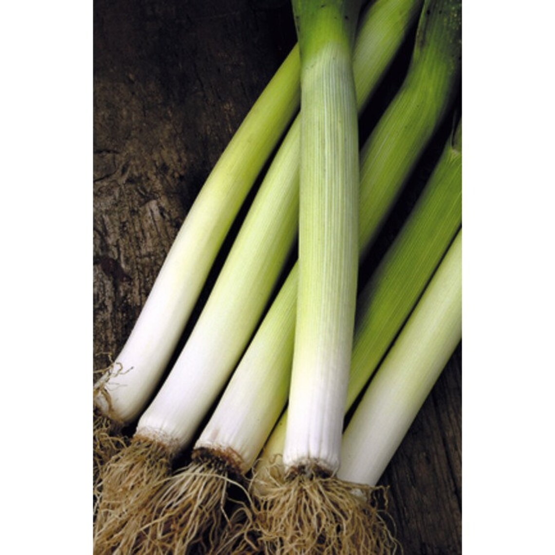 LEEK ITALIAN CARENTAN 2500 Seeds | Etsy