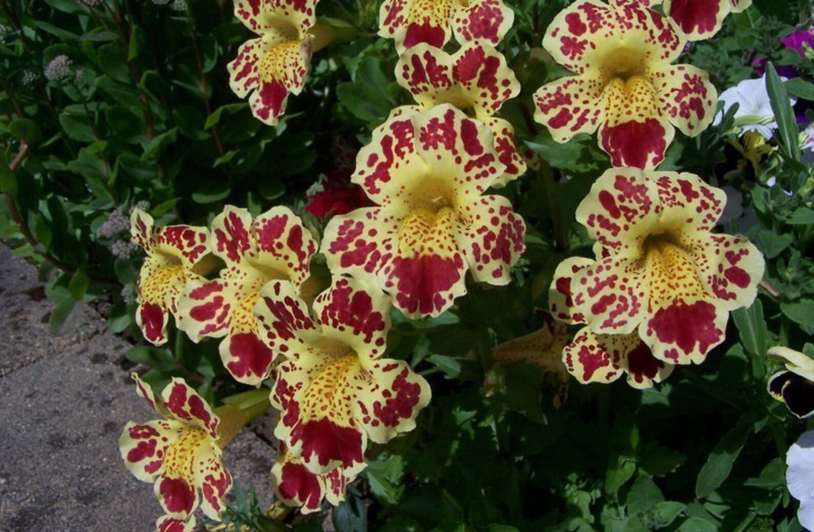 MIMULUS TIGRINUS MIX - Fleur de singe (3000 graines) - Etsy France