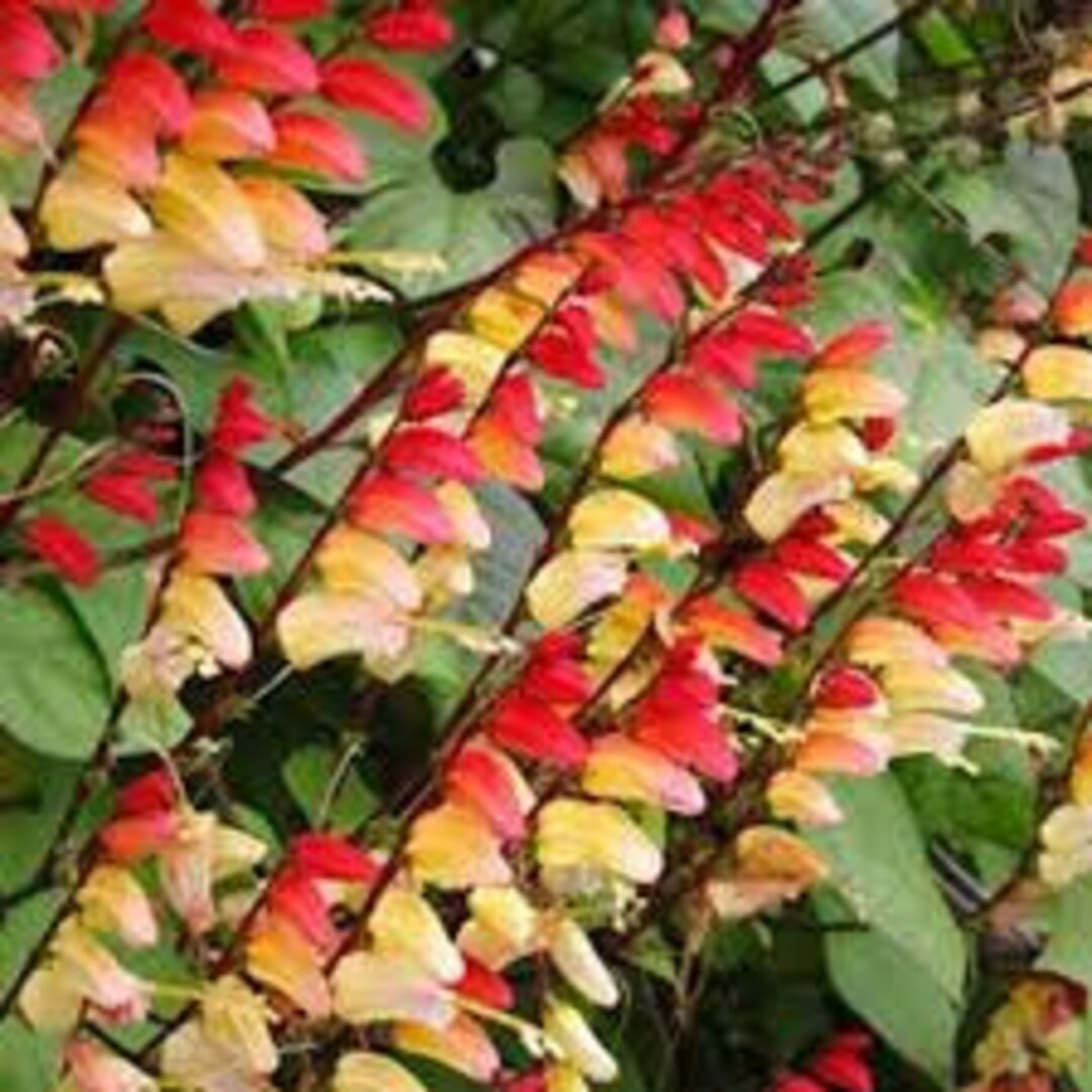 MINA LOBATA Jungle Queen 40 Seeds - Etsy UK