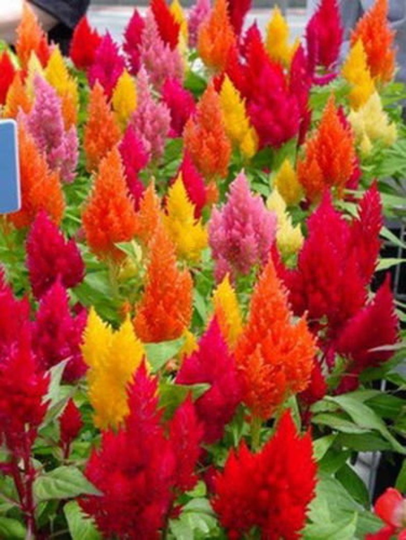 CELOSIA PLUMOSA Plumed Cockscomb Mix 1400 Seeds - Etsy