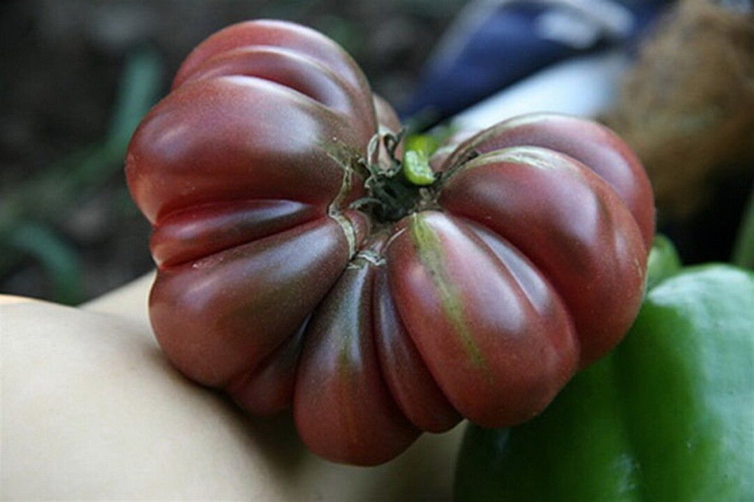 TOMATE CALABAZA MORADA (60 semillas) ¡Variedad Beefsteak Heirloom ...