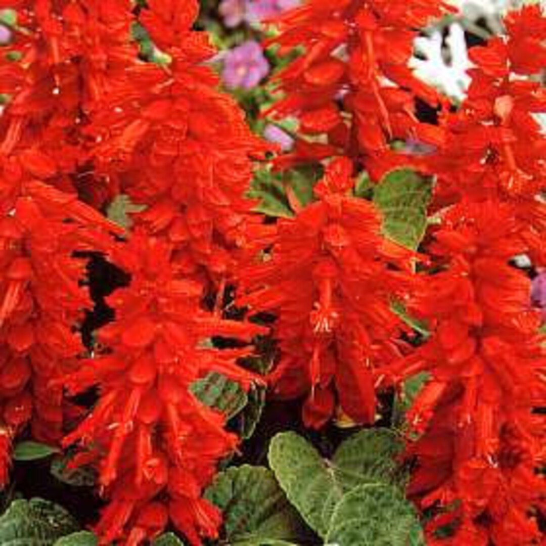 SALVIA SPLENDENS Salvia Roja Escarlata 160 semillas - Etsy España