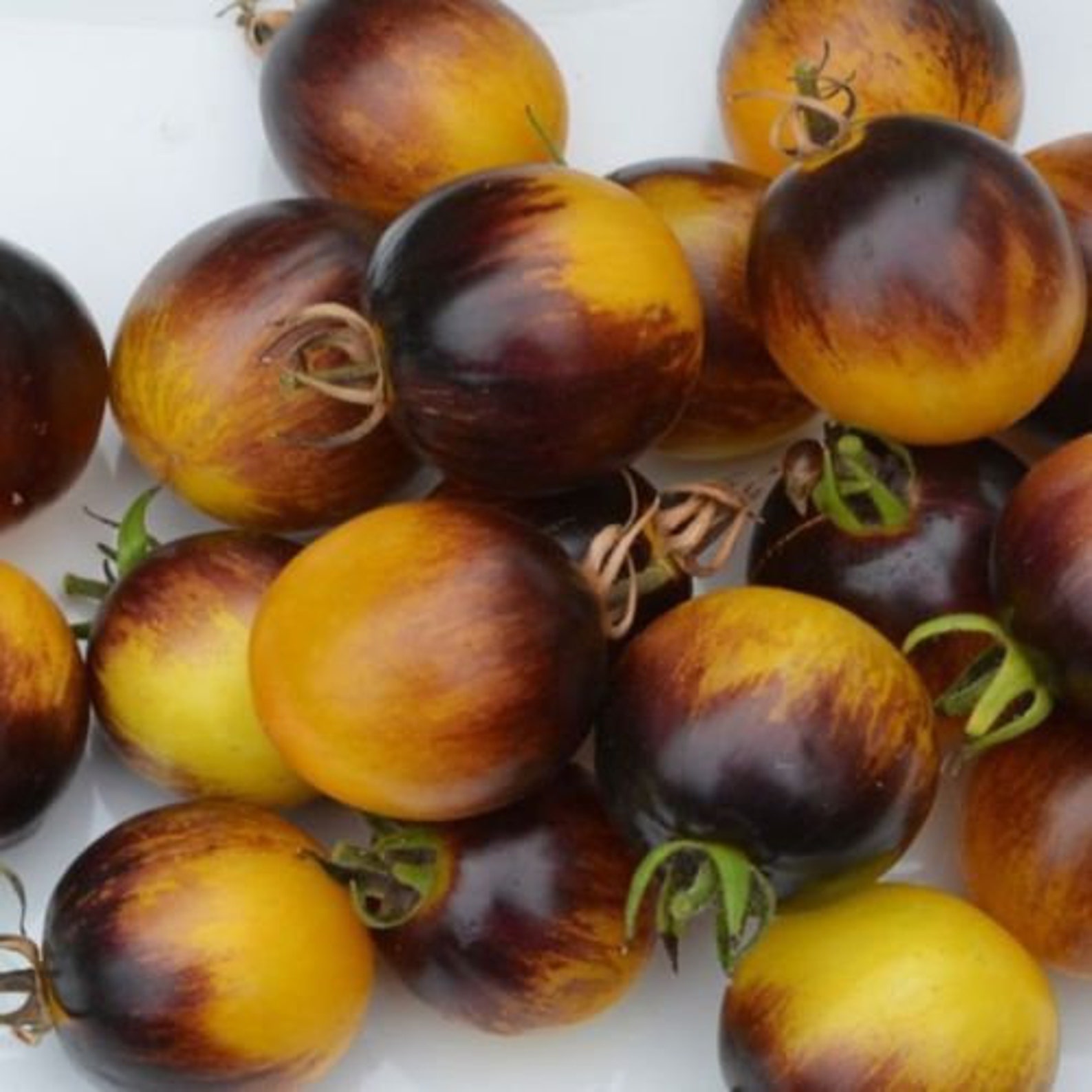 TOMATO PRIMARY COLOURS 40 seeds Wild colored tomato | Etsy