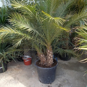 PHOENIX CANARIENSIS 10 Seeds - Etsy