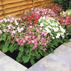 Mélange de tabac à fleurs Nicotiana alata 2000 SEEDS - Etsy France