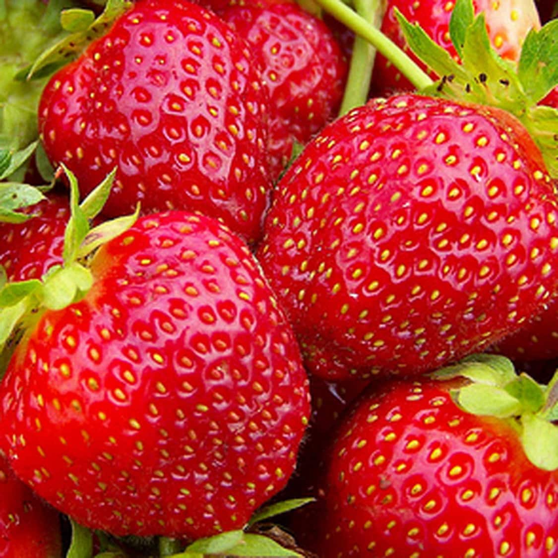 STRAWBERRY FOUR SEASON Fragaria Spp. 600 Seeds - Etsy UK