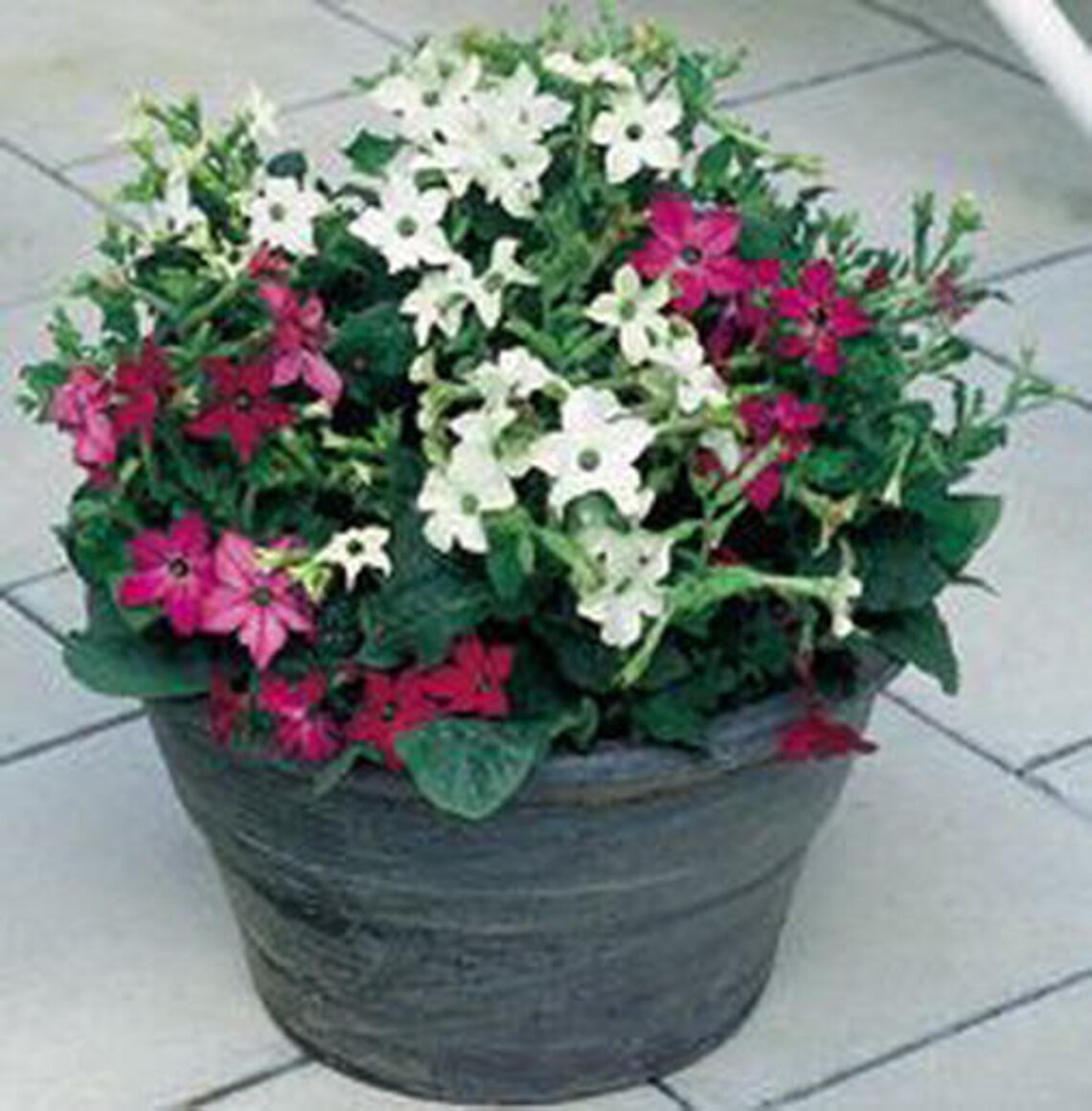 Mélange de tabac à fleurs Nicotiana alata 2000 SEEDS - Etsy France