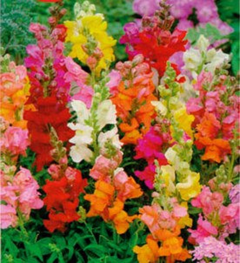 ANTIRRHINUM MAJUS MIX Snapdragon 3000 Seeds | Etsy