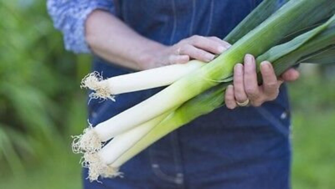 LEEK ITALIAN CARENTAN 2500 Seeds | Etsy
