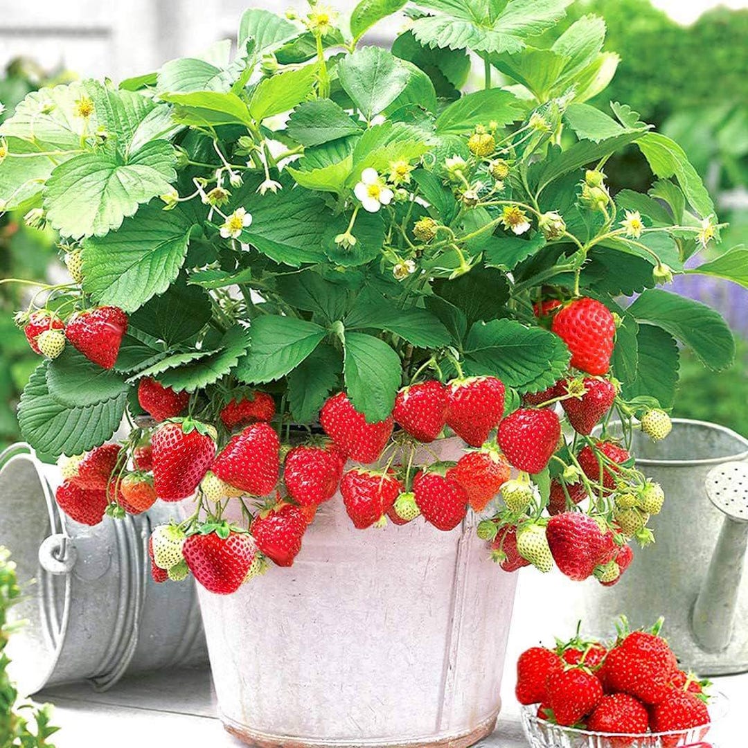 FRAISES QUATRE SAISONS - Fragaria spp. (600 graines) - Etsy France