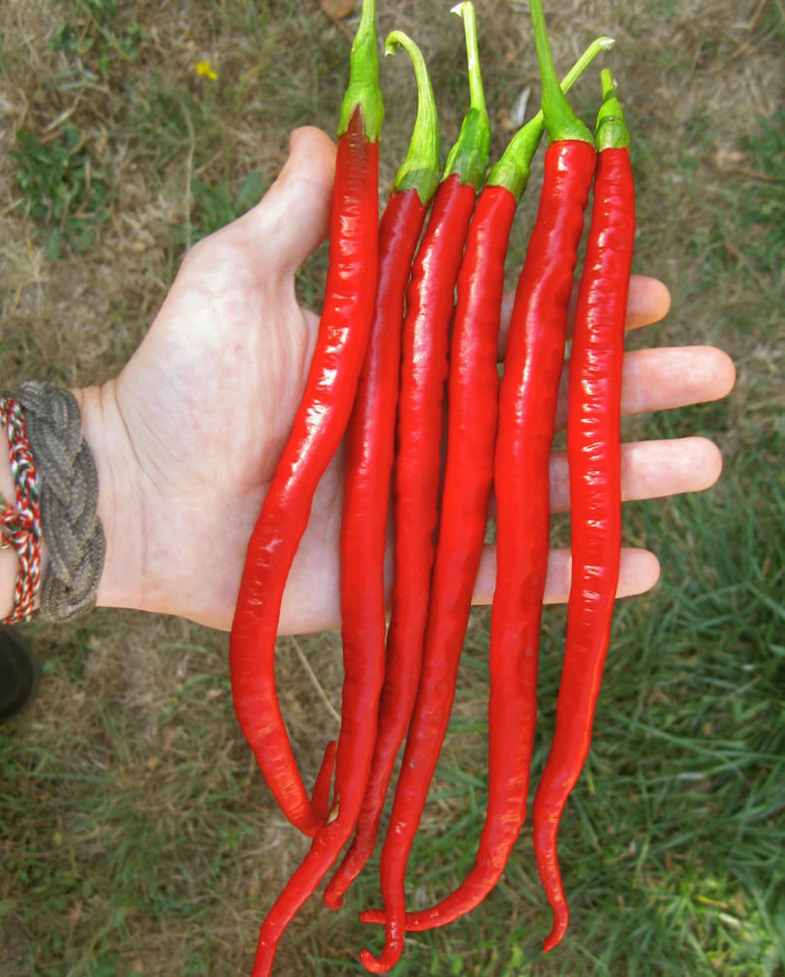 CHILLI COBRA 40 Seeds One of the Longest Chillies - Etsy Canada