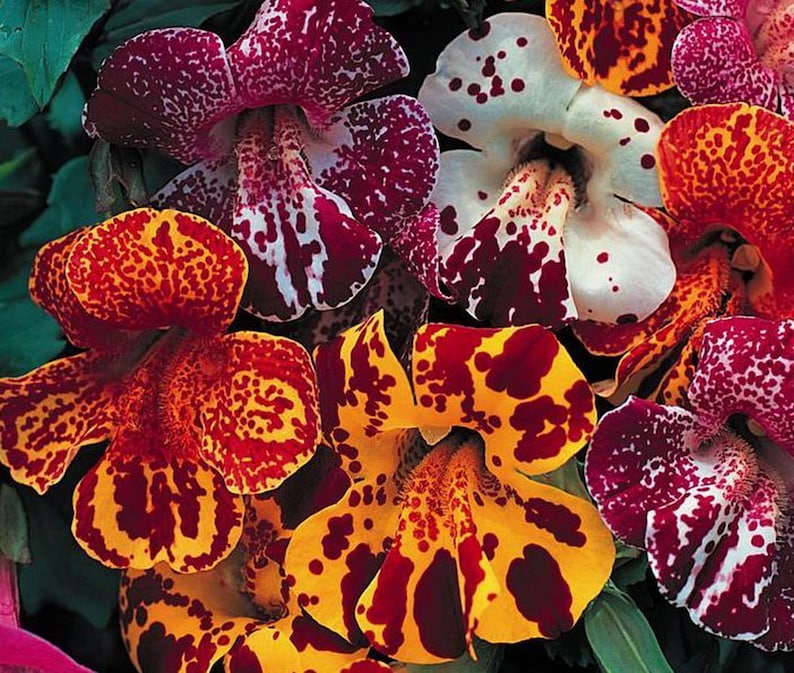 MIMULUS TIGRINUS MIX Fleur de singe 3000 graines - Etsy France