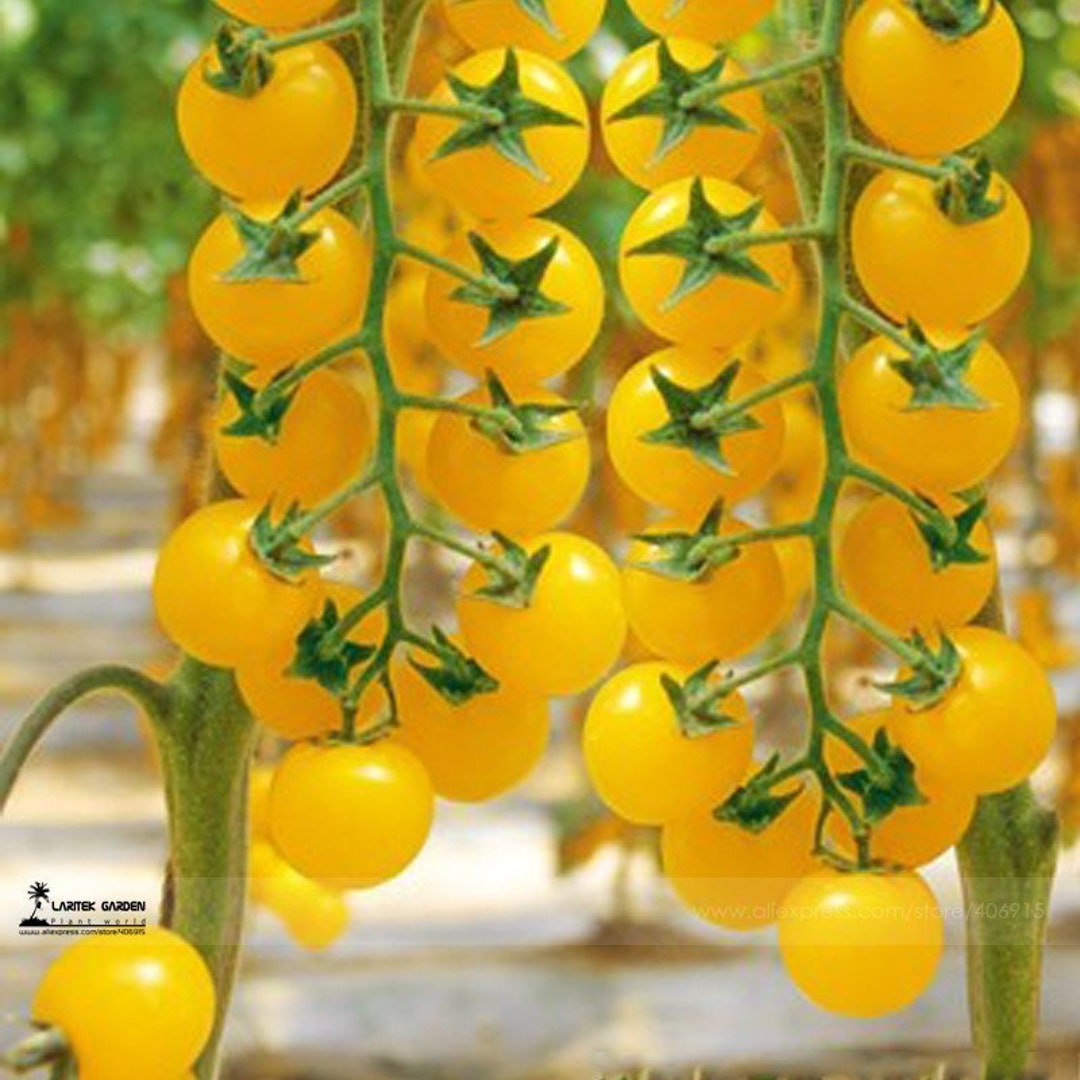 TOMATO Cherry SNOWBERRY YELLOW 100 seeds - Etsy 日本
