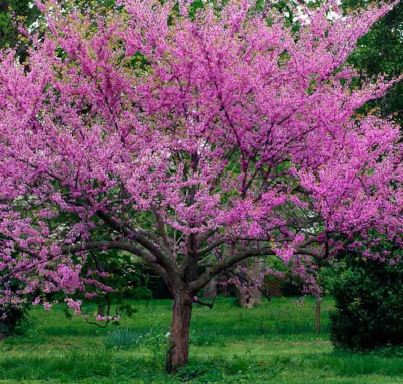 CERCIS SILIQUASTRUM 50 seeds Judas tree | Etsy