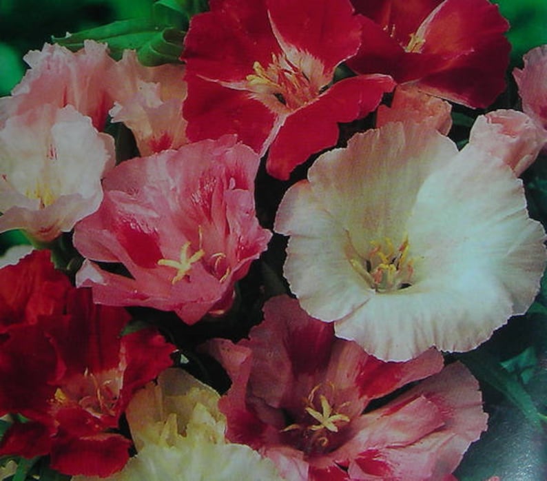 GODETIA WHITNEYI AZALEA Double Mix 3000 Seeds - Etsy