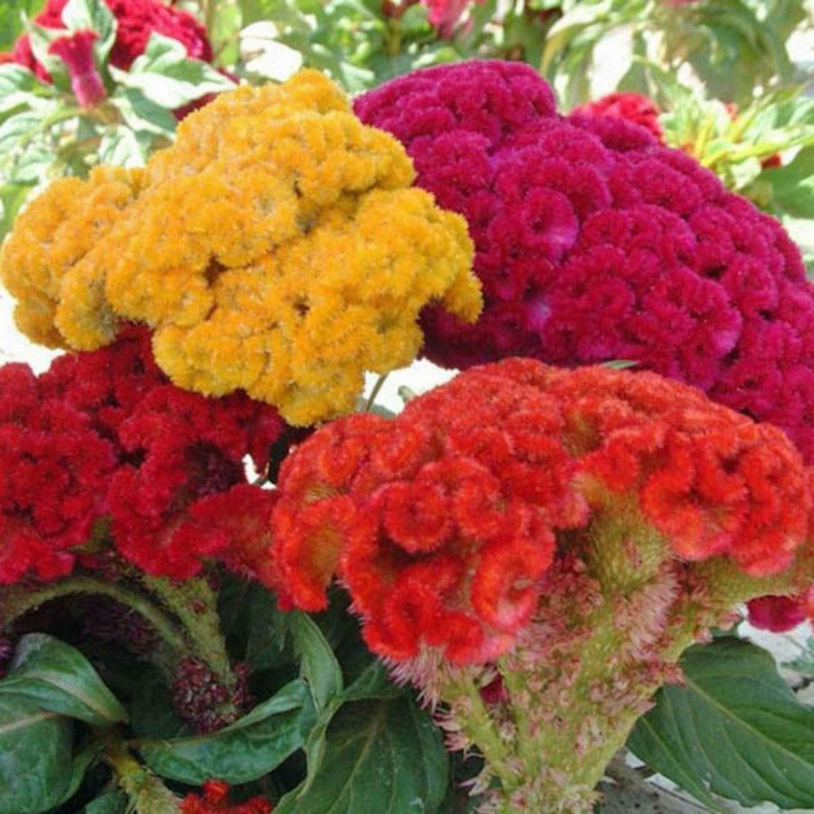 Celosia Argentea Cristata COCKSCOMB MIX 1400 Seeds | Etsy