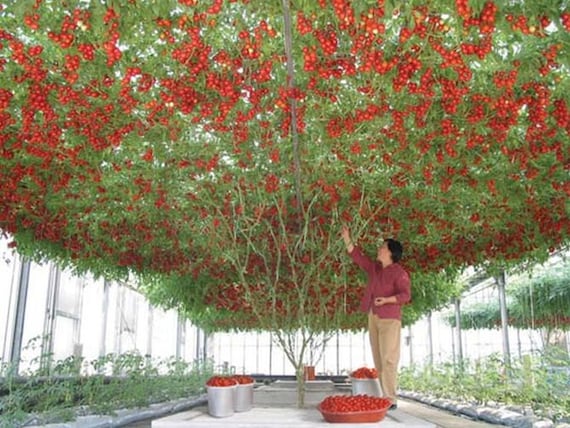 Giant Tomato Tree