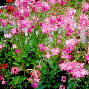 Mélange de tabac à fleurs Nicotiana alata 2000 SEEDS - Etsy France