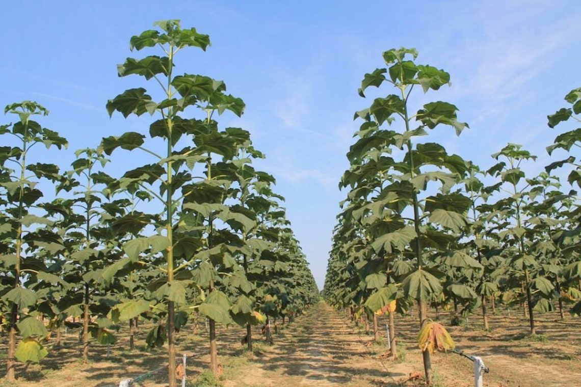 Paulownia ELONGATA ou SHAN TONG ou Tomentosa (1000 ou 2500 ou 5000 ...