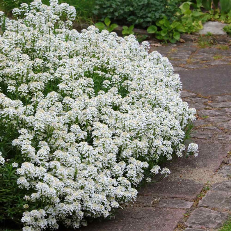 IBERIS SEMPERVIRENS SNOWFLAKE 100 seeds Perennial | Etsy