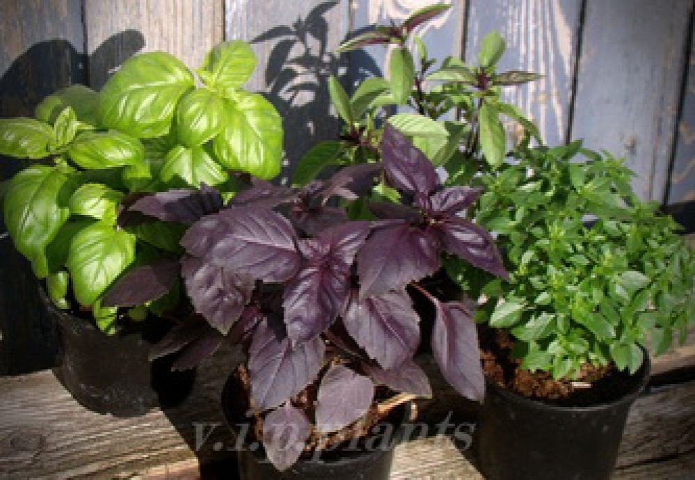 BASIL MIX Variety 12 Types 1400 SEEDS | Etsy