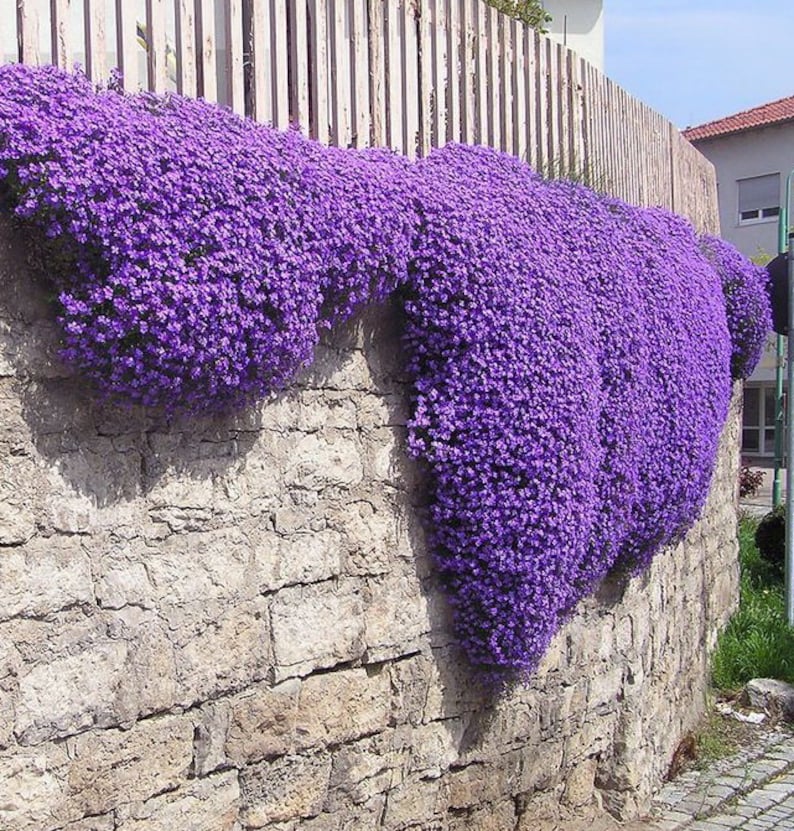 AUBRETIA ROYAL VIOLET 600 Seeds Perennial - Etsy