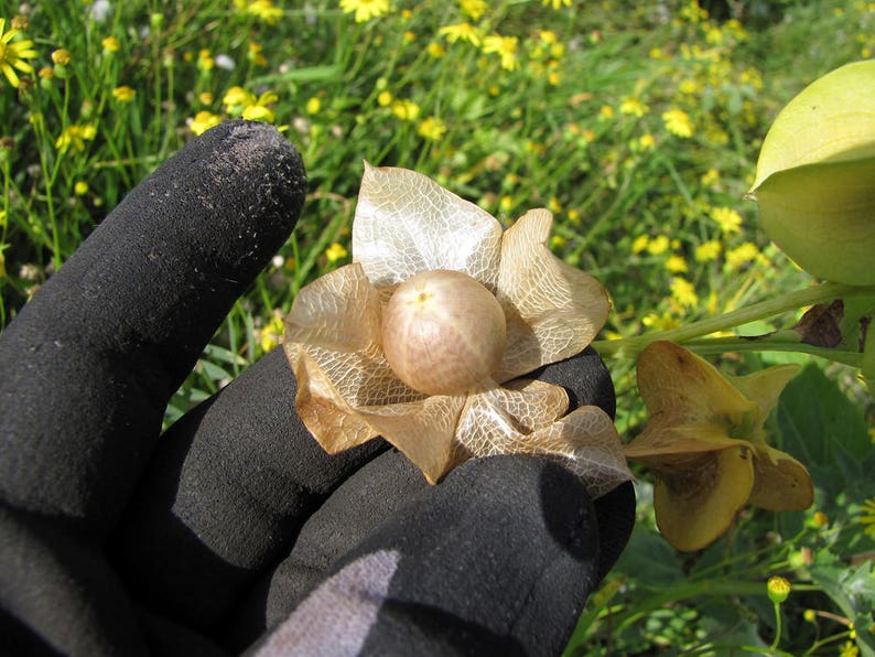 NICANDRA PHYSALODES Shoo Fly 300 Seeds One of the Fastest - Etsy Australia