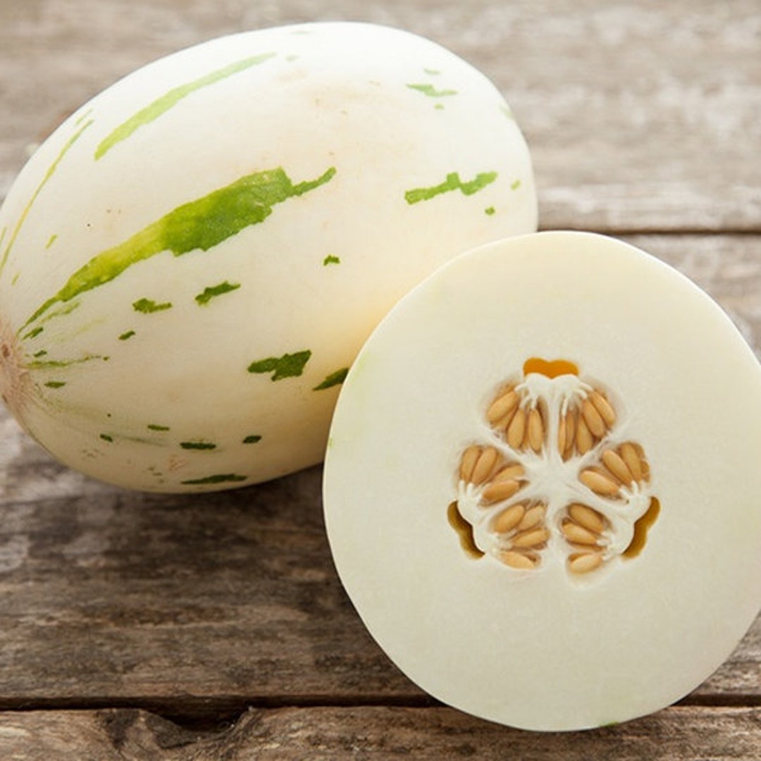 MELON IVORY GAYA 30 Seeds Sweet Snowball Melon - Etsy Ireland
