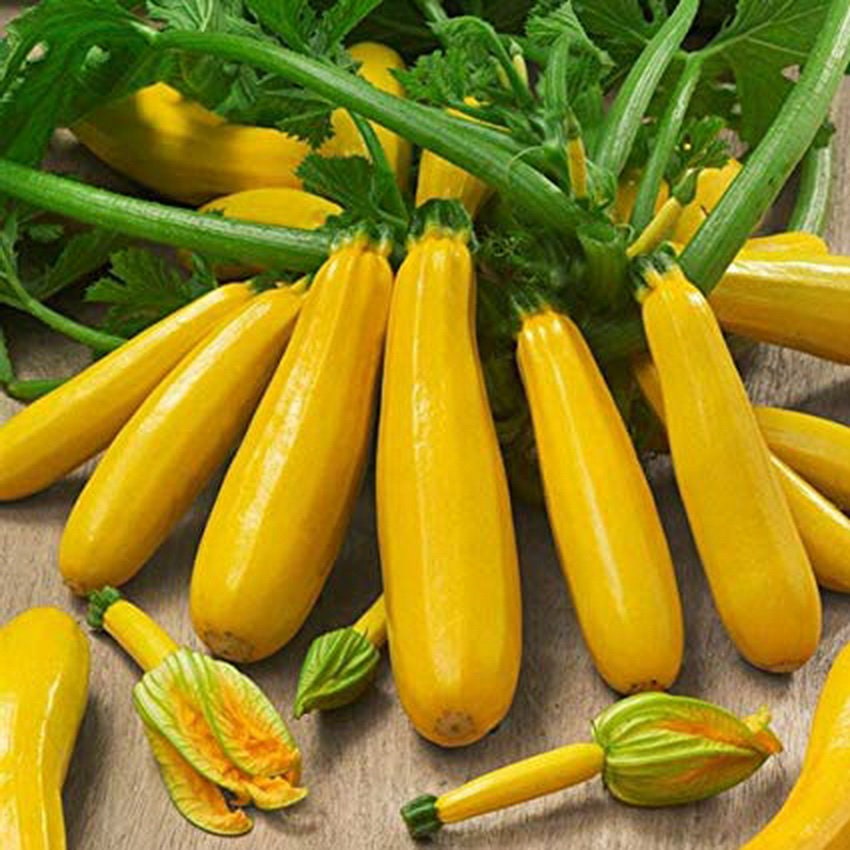 Home & Living Outdoor & Gardening Gold Rush Squash Seeds etna.com.pe
