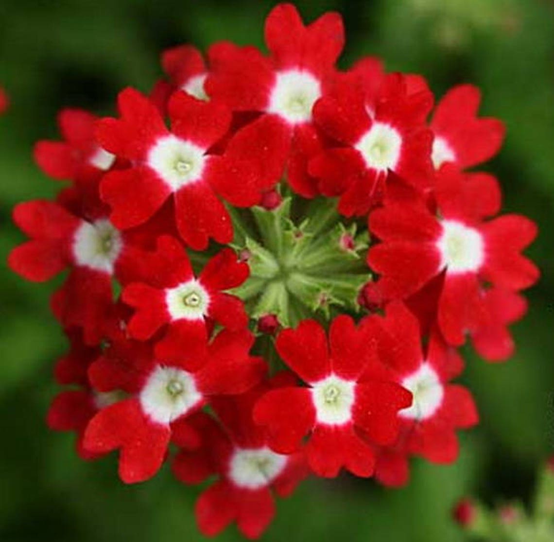 VERBENA GRANDIFLORA MIX 250 Seeds | Etsy