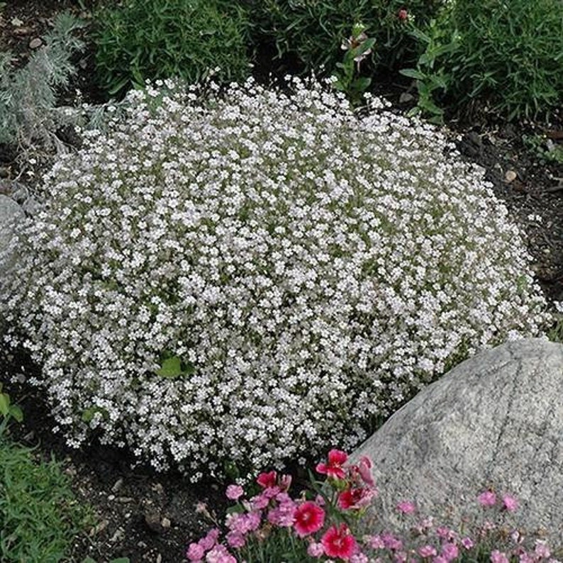 GYPSOPHILA ELEGANS Covent Garden White (2000 semillas) - Etsy España