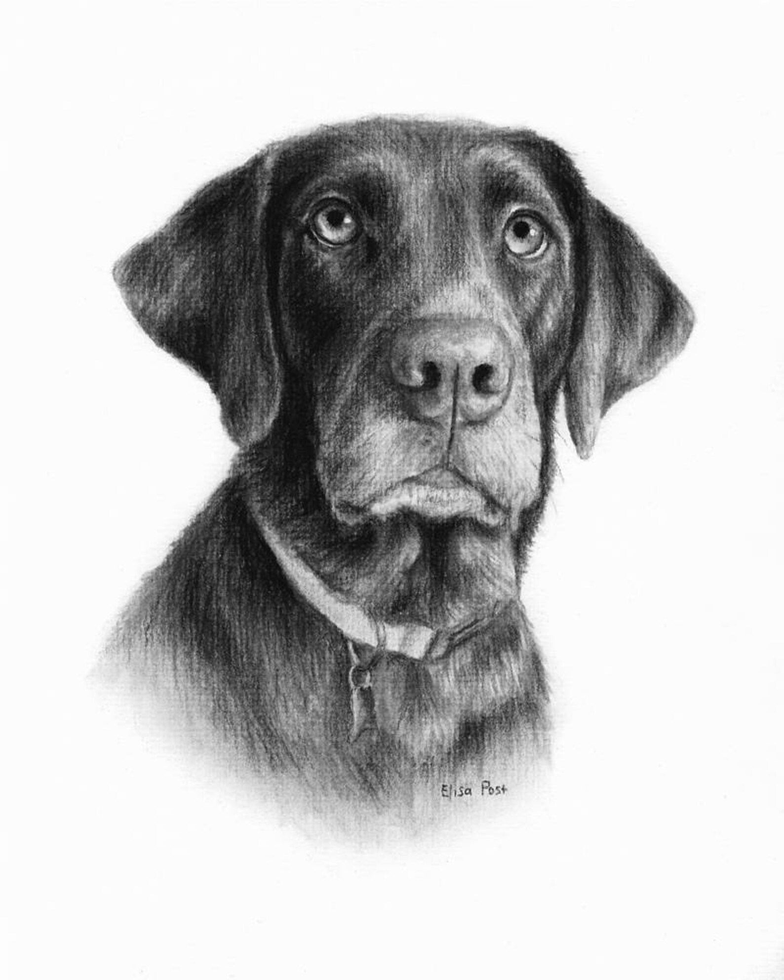 Dog Portrait Drawing Dog Drawing Custom Custom Pet Drawing | Etsy
