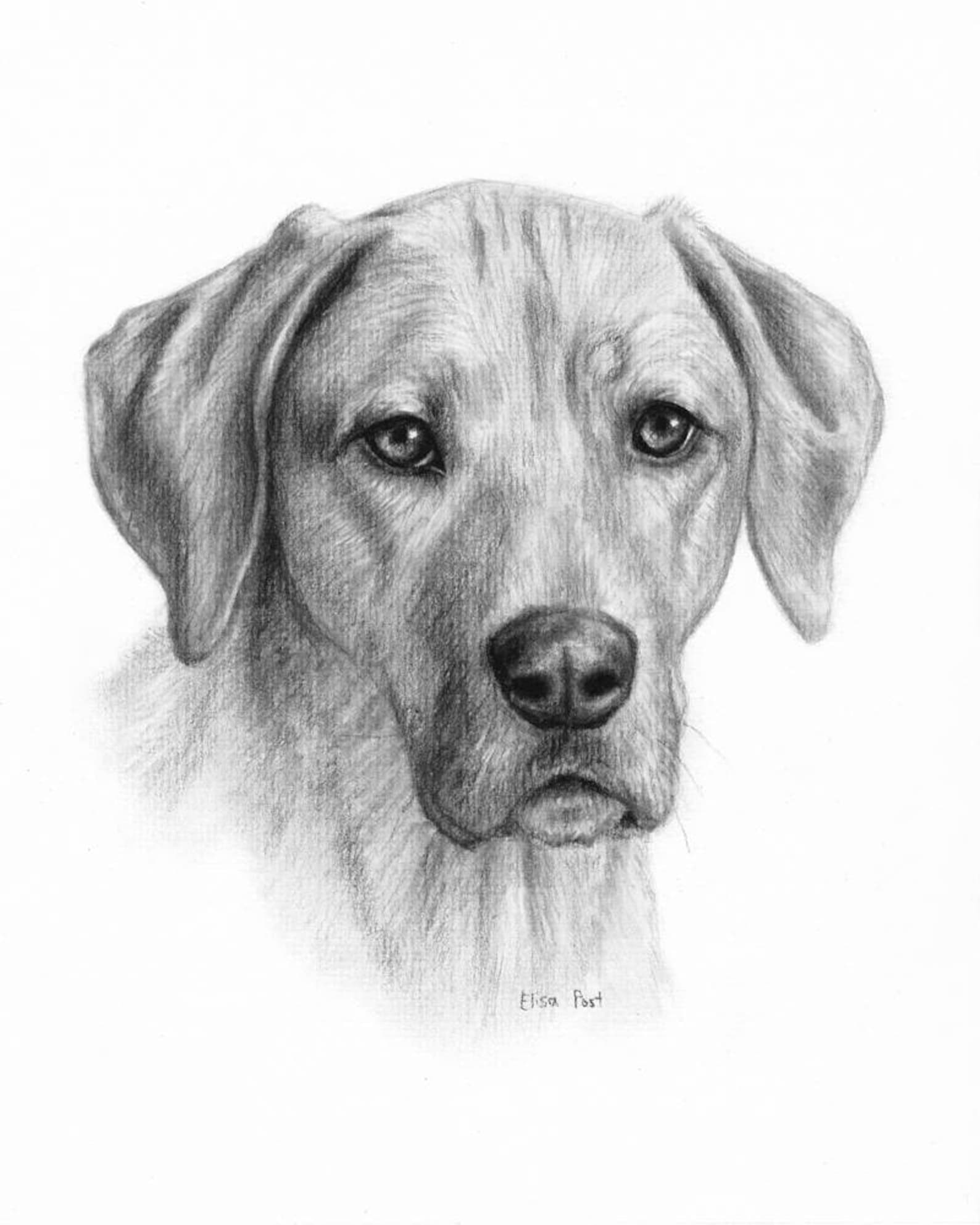 Dog Portrait Drawing Dog Drawing Custom Custom Pet Drawing | Etsy