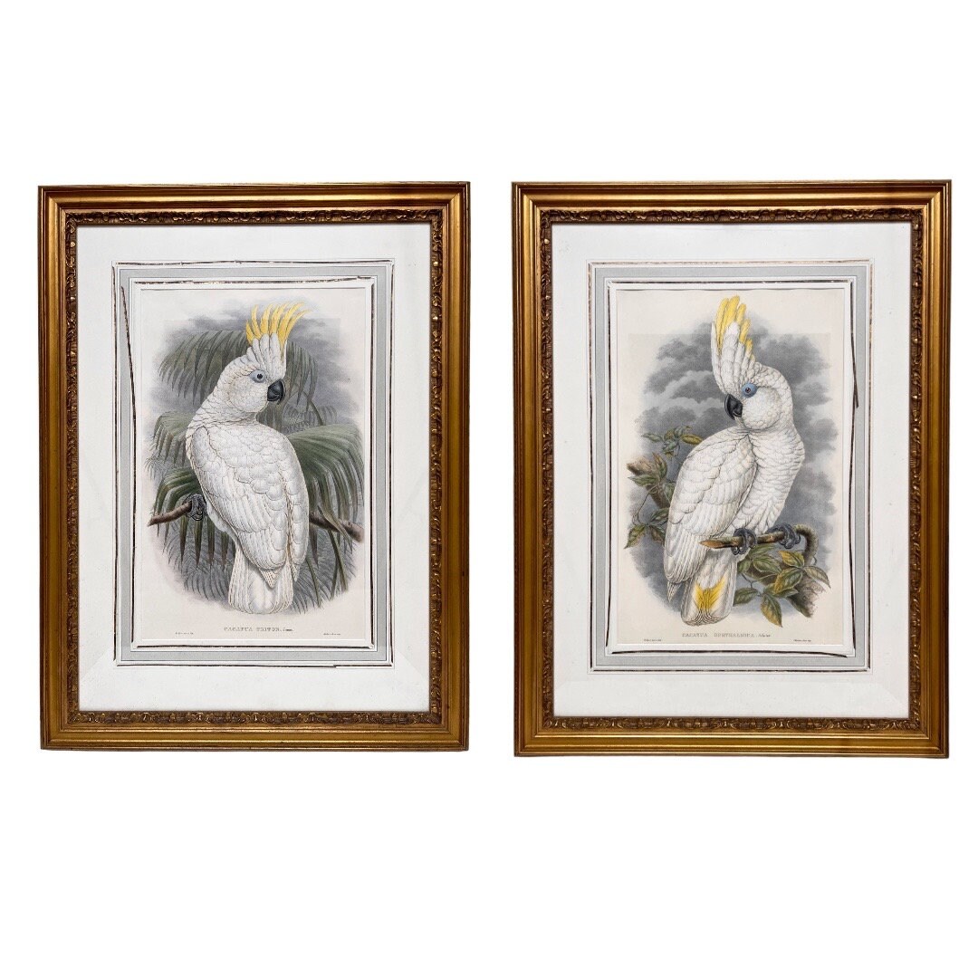 Framed Gilt Pair of Cacatua Tritons, Aka Triton Cockatoos [pl. 44 & 45 ...