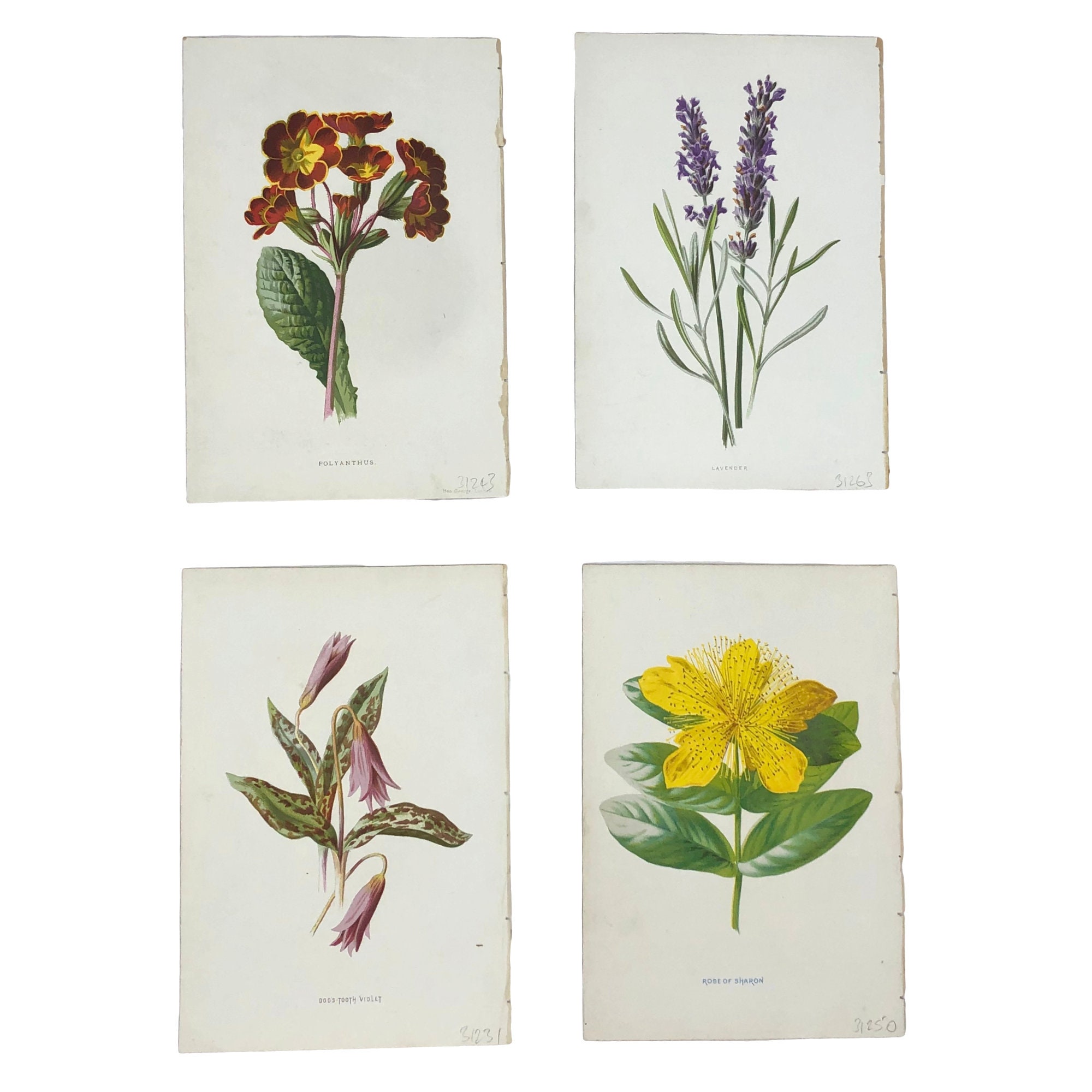 Botanical Antique Prints 4 British Floral Prints Flower - Etsy Norway